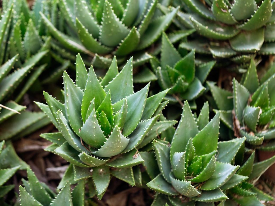 Aloe vera « Anwendung, Wirkung, Tipps | 🌿 🌼 Heilpflanzen-Lexikon