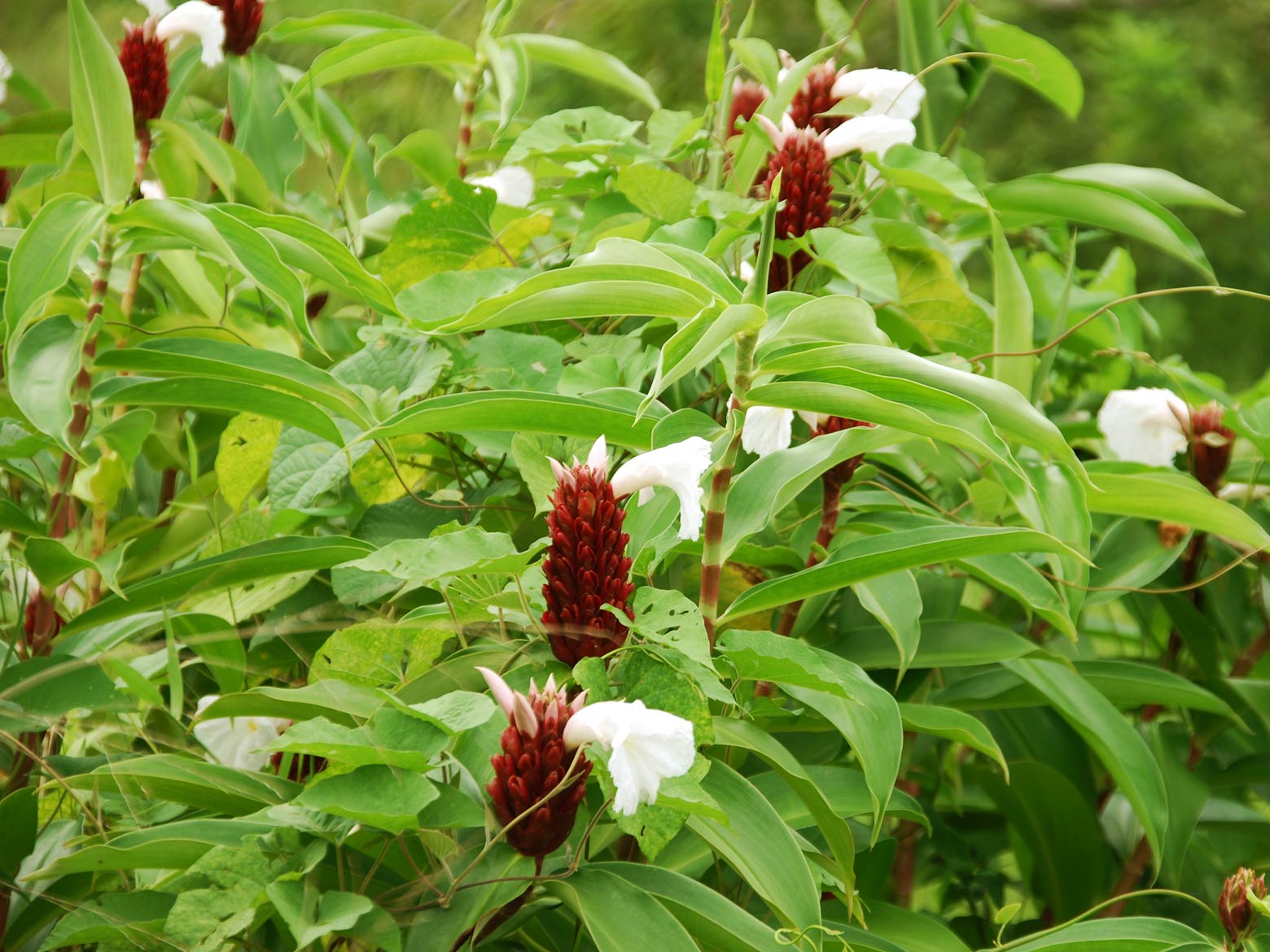Ingwer « Anwendung, Wirkung, Tipps | 🌿 🌼 Heilpflanzen-Lexikon
