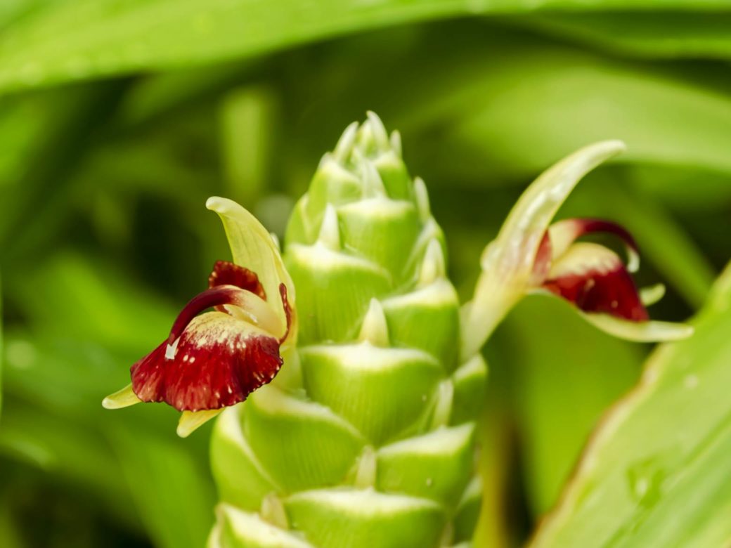 Ingwer « Anwendung, Wirkung, Tipps | 🌿 🌼 Heilpflanzen-Lexikon