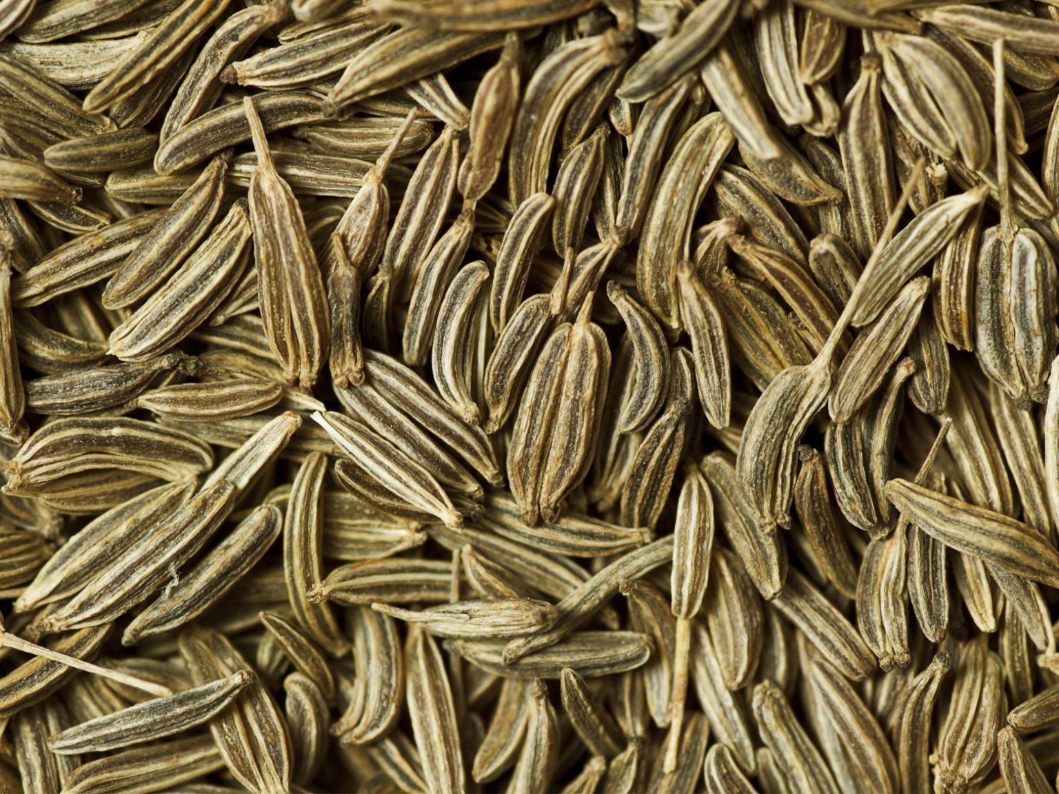 Kümmel « Anwendung, Wirkung, Tipps | 🌿 🌼 Heilpflanzen-Lexikon