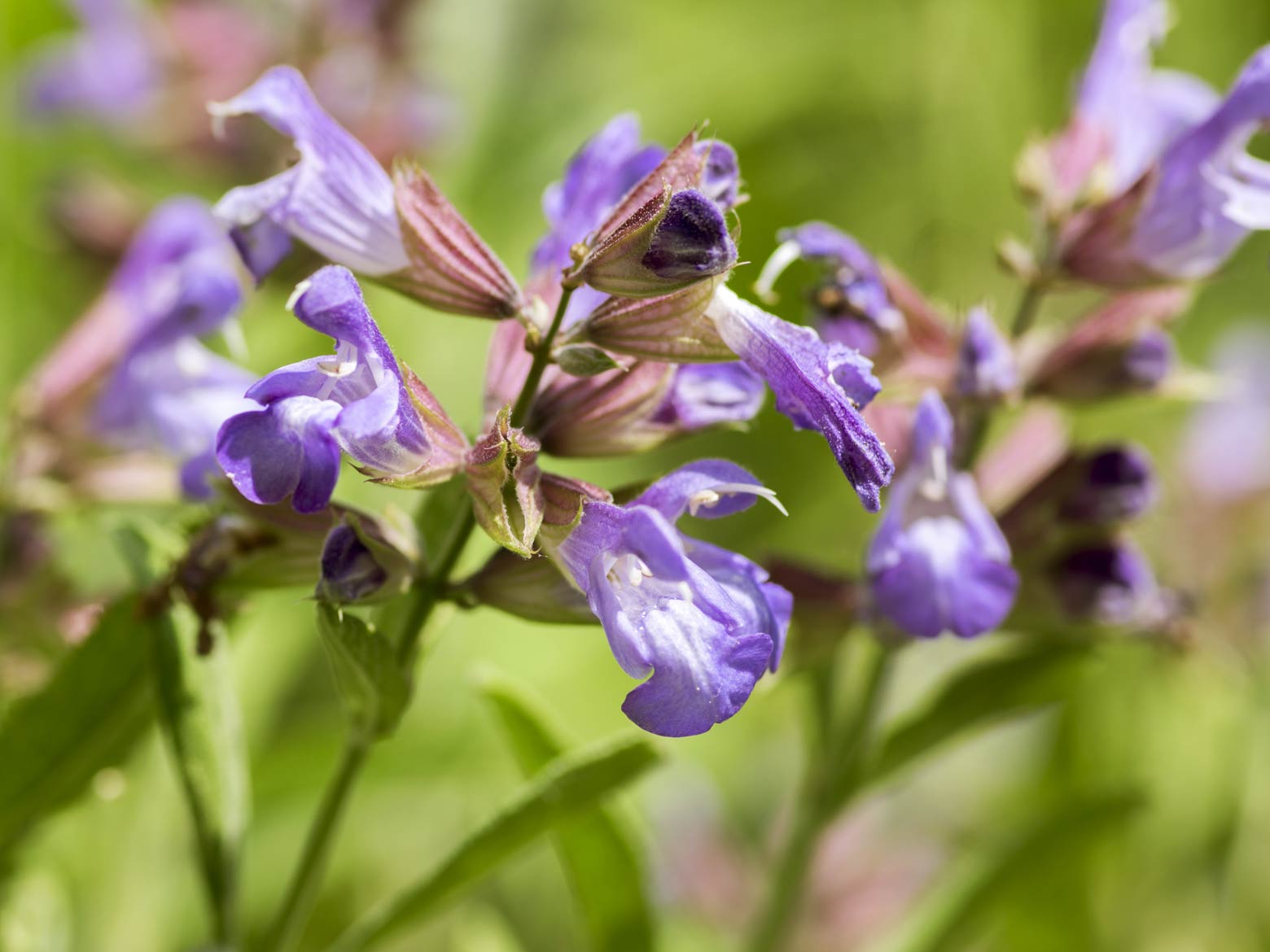 Salbei « Anwendung, Wirkung, Tipps | 🌿 🌼 Heilpflanzen-Lexikon