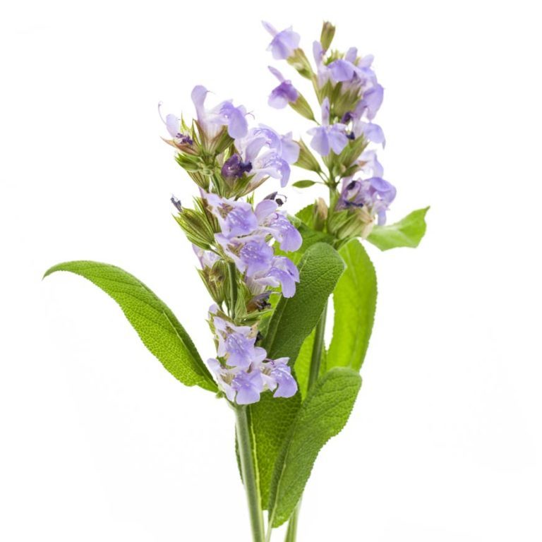 Salbei « Anwendung, Wirkung, Tipps | 🌿 🌼 Heilpflanzen-Lexikon