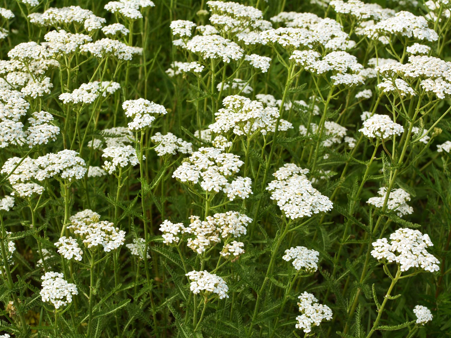 Schafgarbe « Anwendung, Wirkung, Tipps | 🌿 🌼 Heilpflanzen-Lexikon