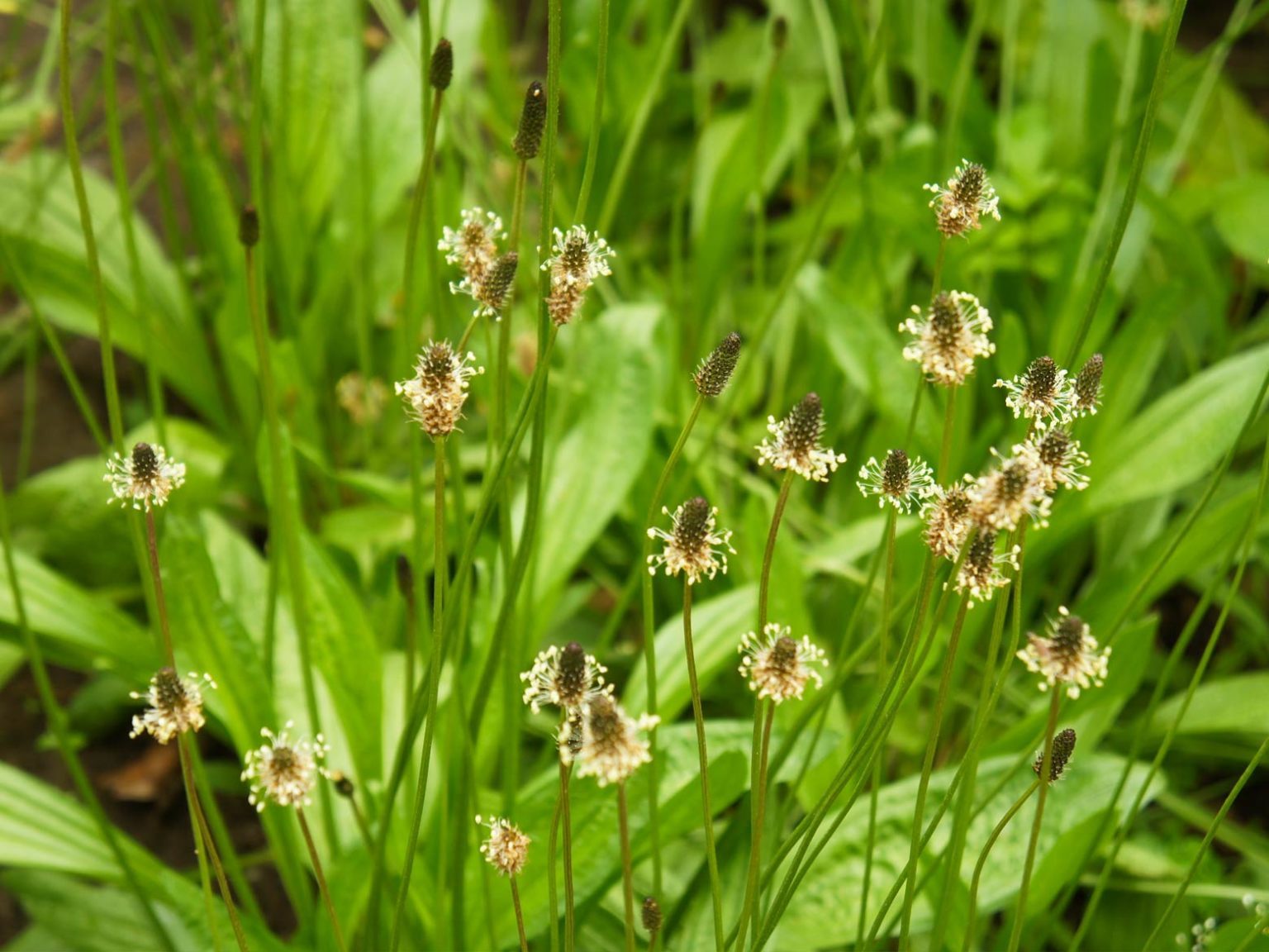 Spitzwegerich « Anwendung, Wirkung, Tipps | 🌿 🌼 Heilpflanzen-Lexikon