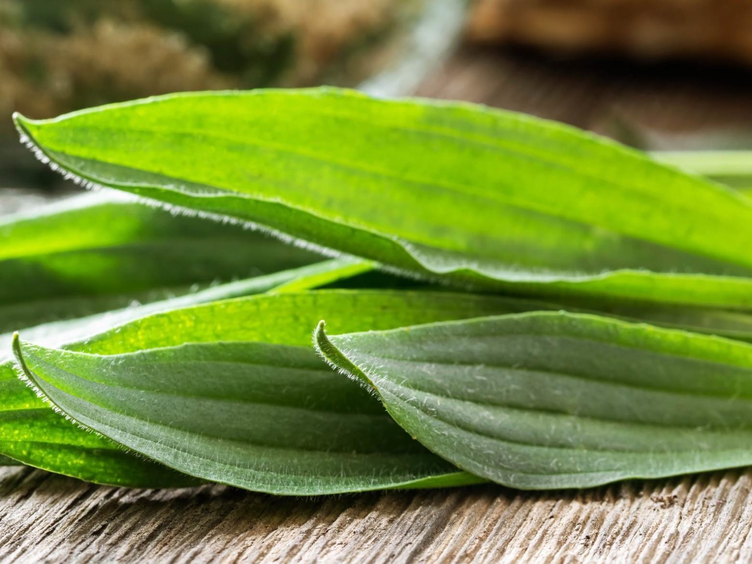 Spitzwegerich « Anwendung, Wirkung, Tipps | 🌿 🌼 Heilpflanzen-Lexikon